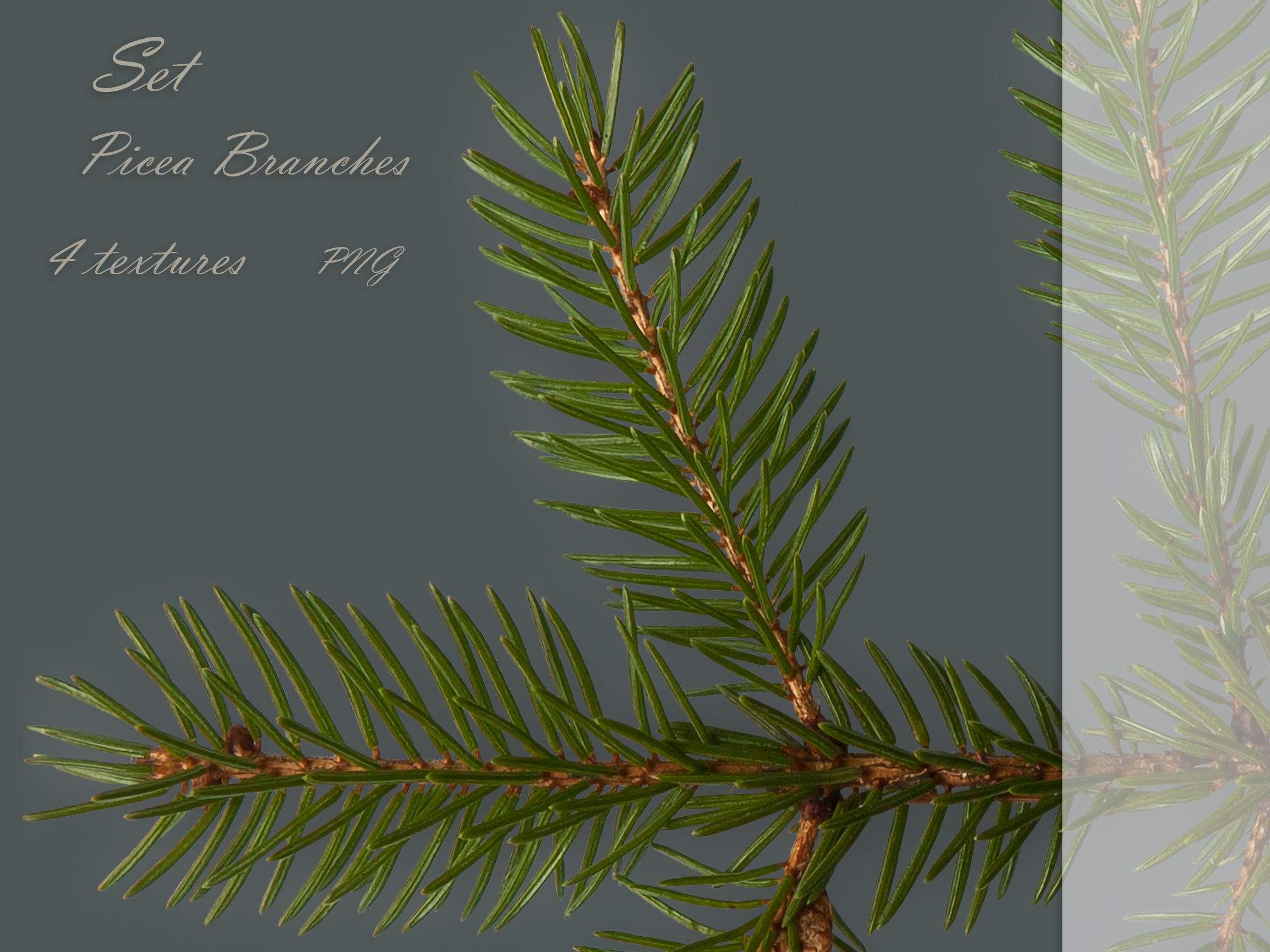 Texture Textures of spruce branches PNG VR / AR / low-poly | CGTrader