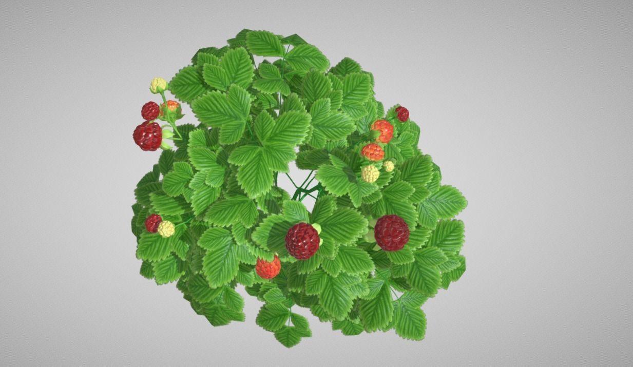 berry tree 3D model | CGTrader