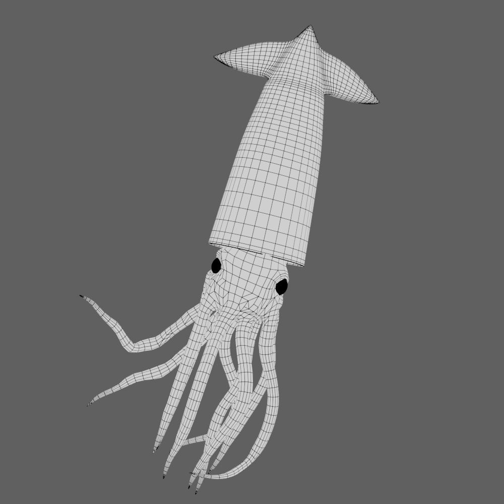 Squid Model hanging on wall 3D model | CGTrader