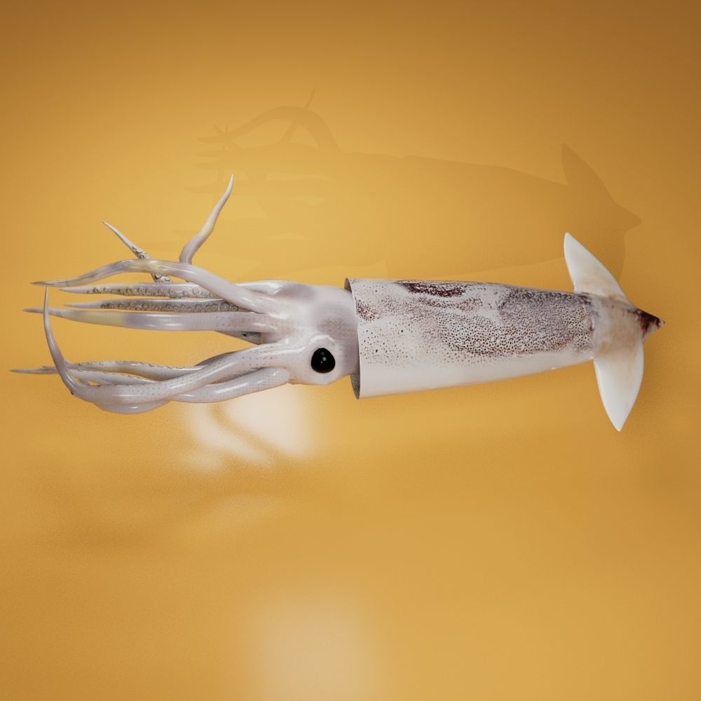 Squid Model hanging on wall 3D model | CGTrader