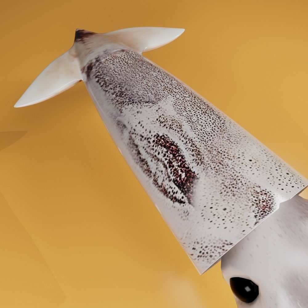 Squid Model hanging on wall 3D model | CGTrader