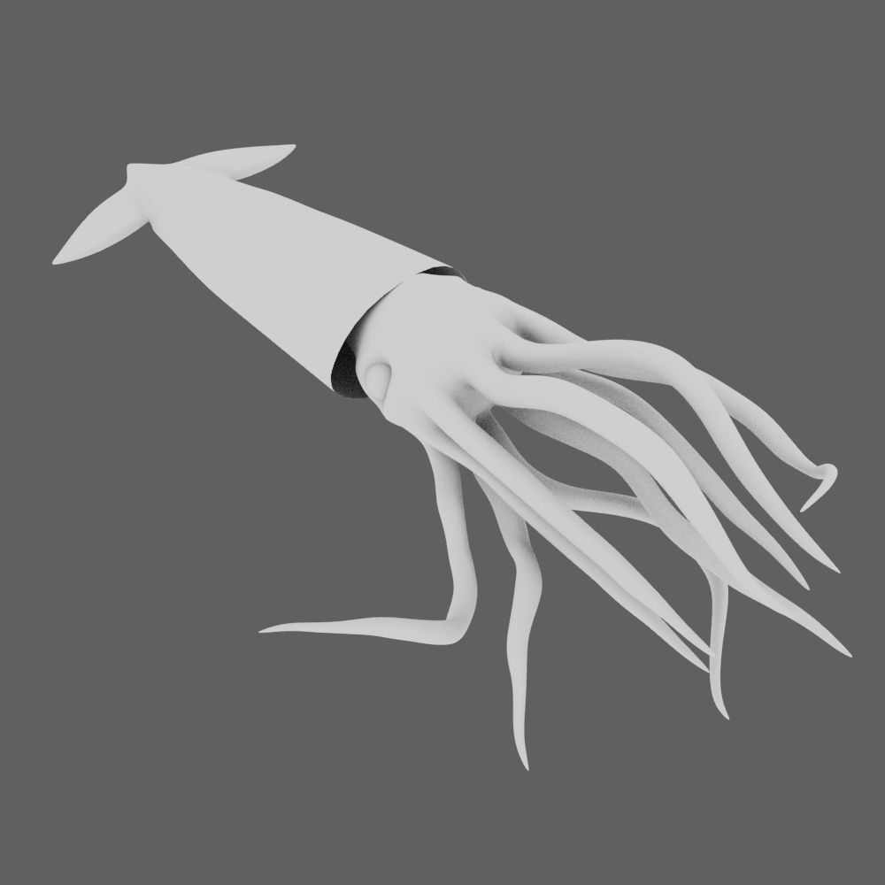 Squid Model hanging on wall 3D model | CGTrader