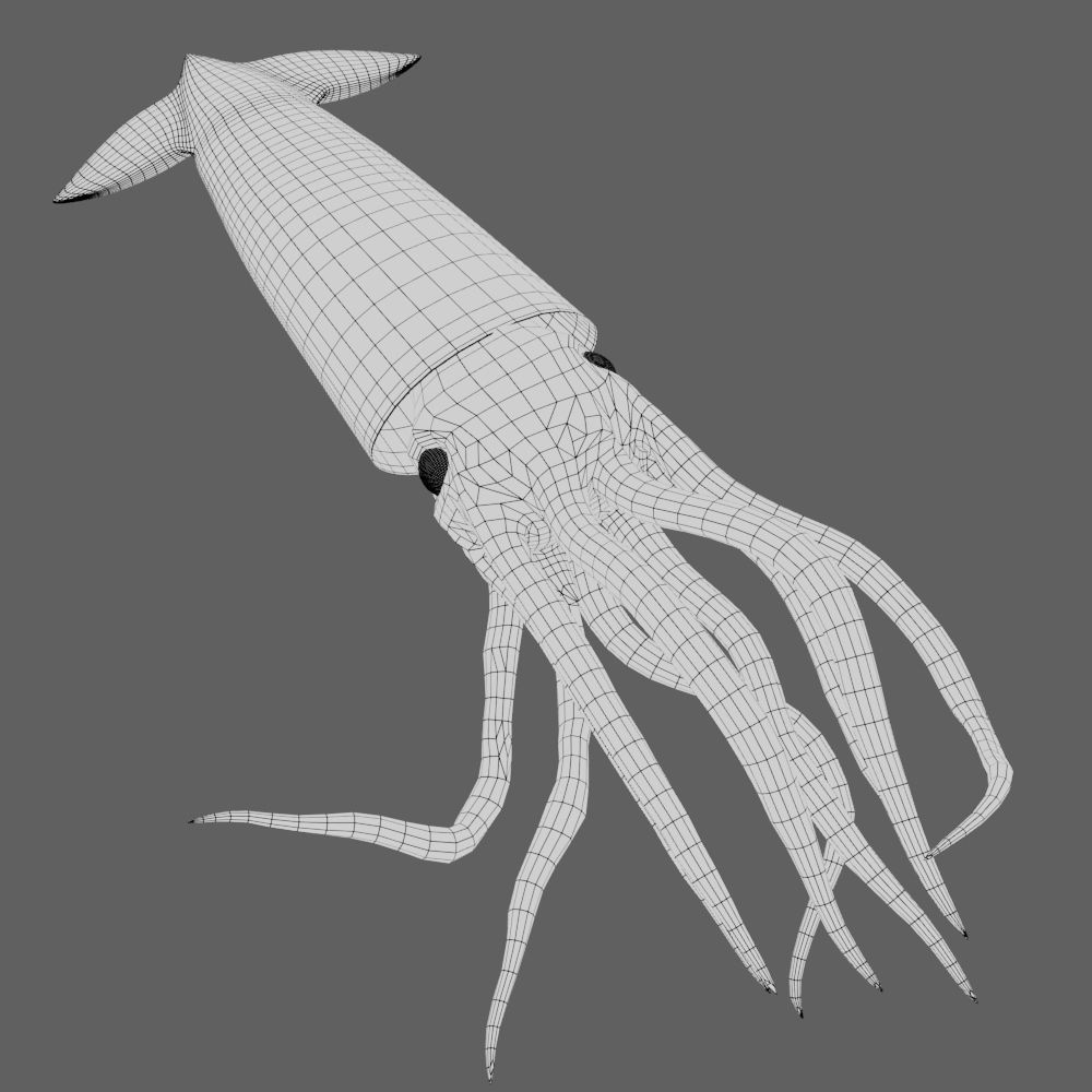 Squid Model hanging on wall 3D model | CGTrader