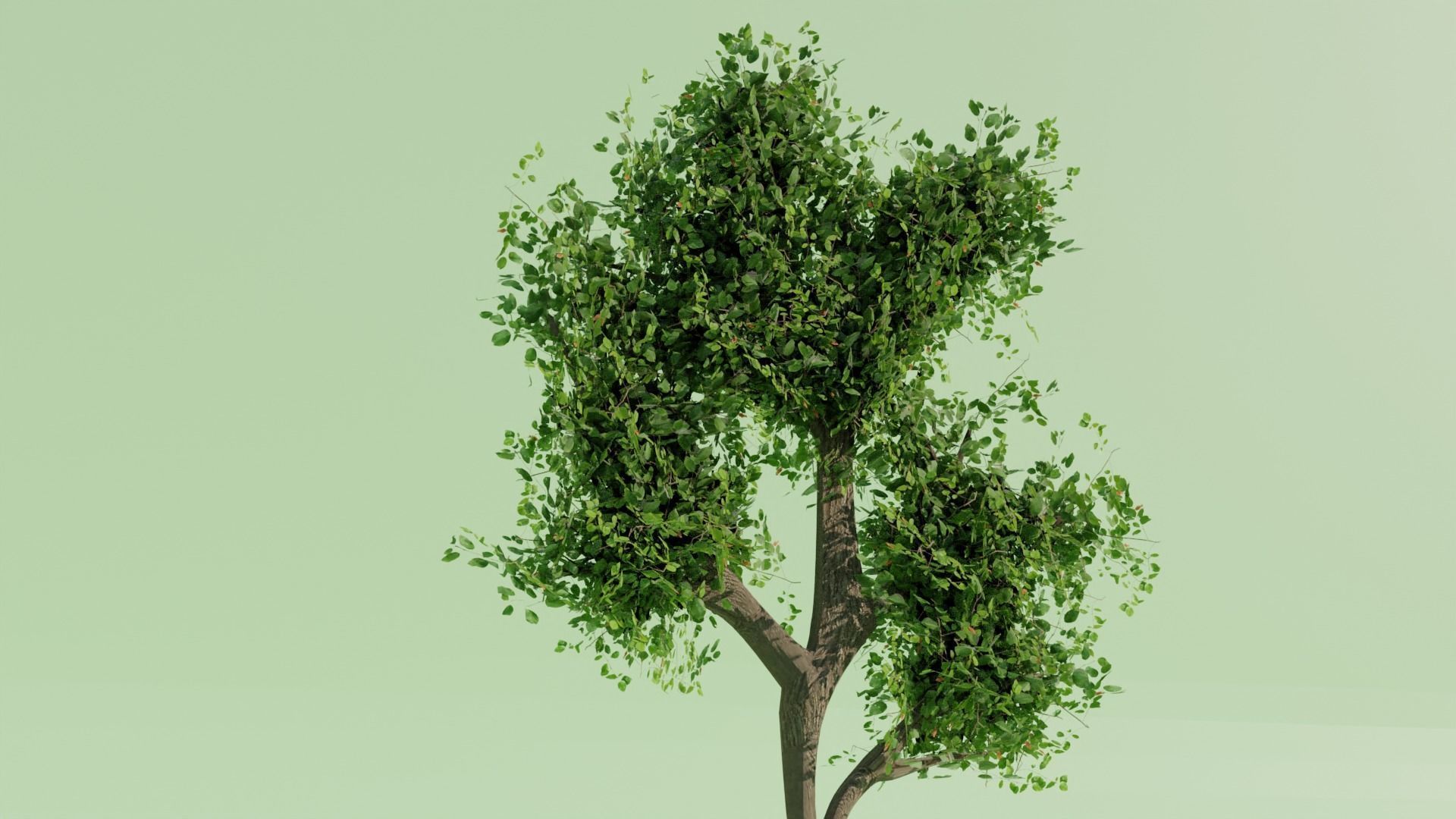 Tree Model free VR / AR / low-poly 3D model | CGTrader