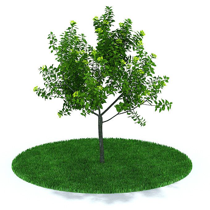 Leafy Simple Tree 3D model | CGTrader