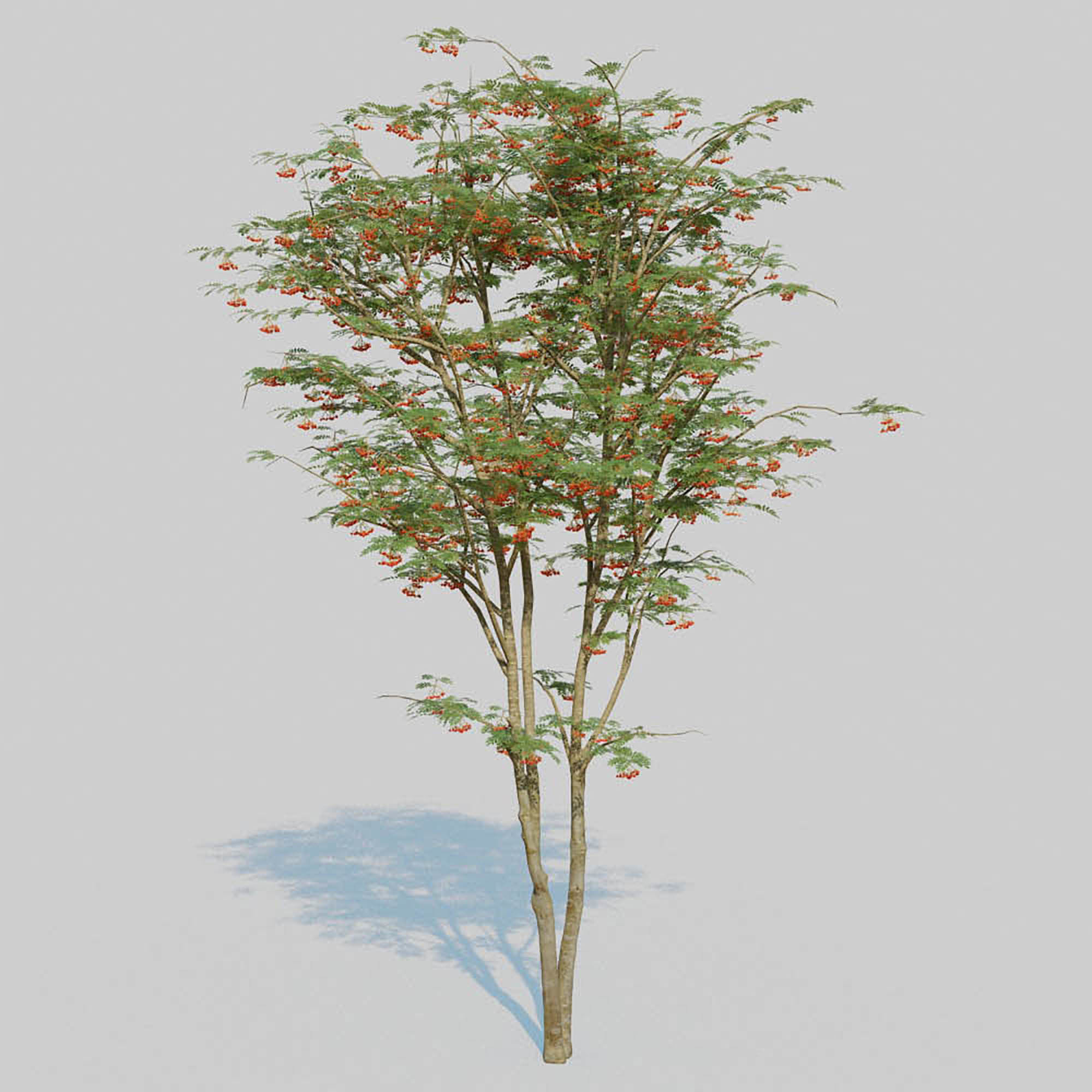 Mountain Ash Tree 3D model | CGTrader
