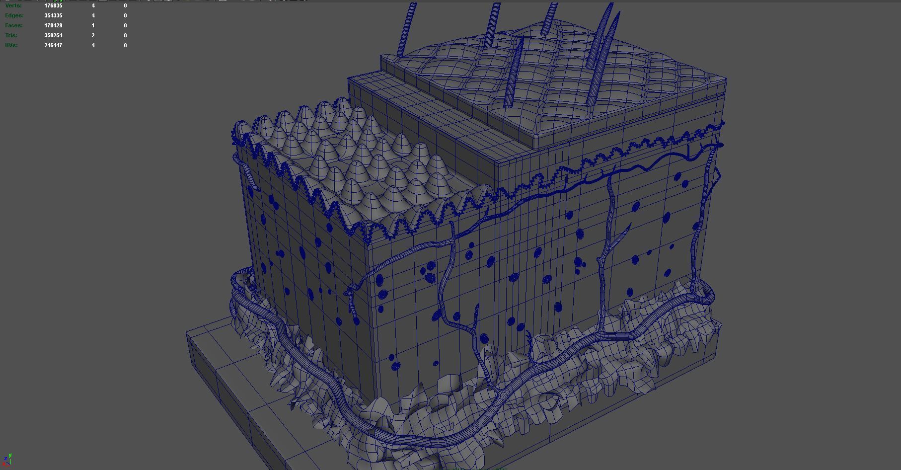 human skin cell anatomy 3D model | CGTrader
