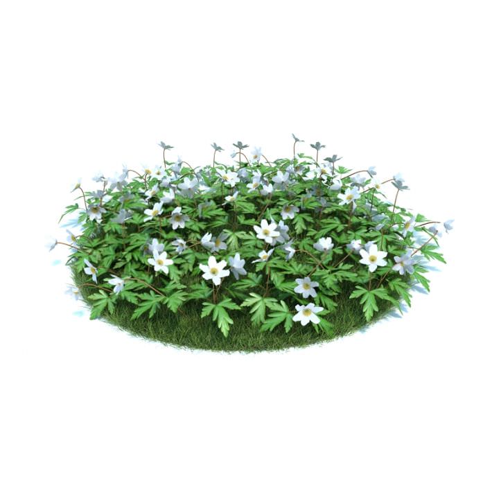 Flower Patch With White Flowers 3D model | CGTrader