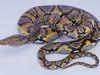 3D model Reticulated Python - Animated VR / AR / low-poly | CGTrader
