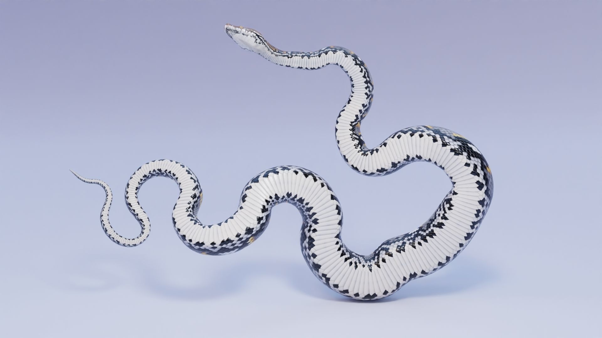 3D model Reticulated Python - Animated VR / AR / low-poly | CGTrader