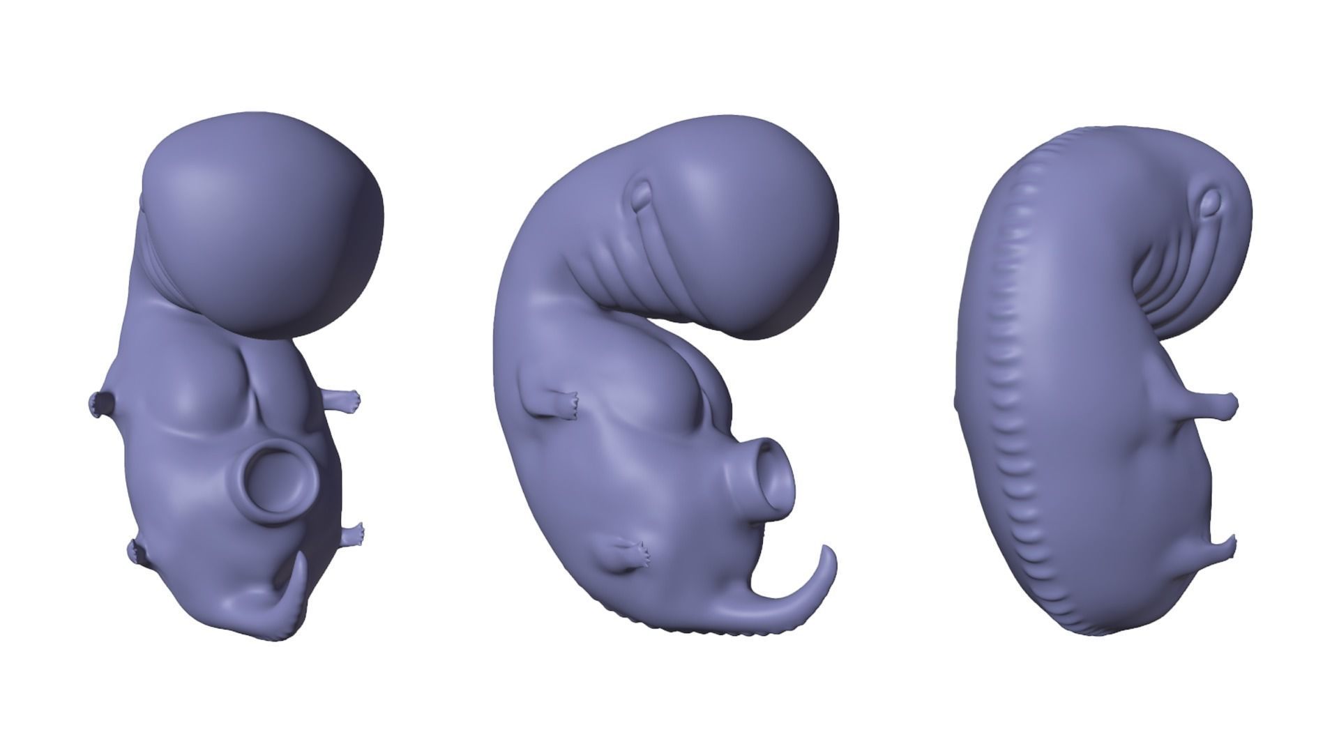 Fetal Development Stages - Human embryonic 3D model | CGTrader