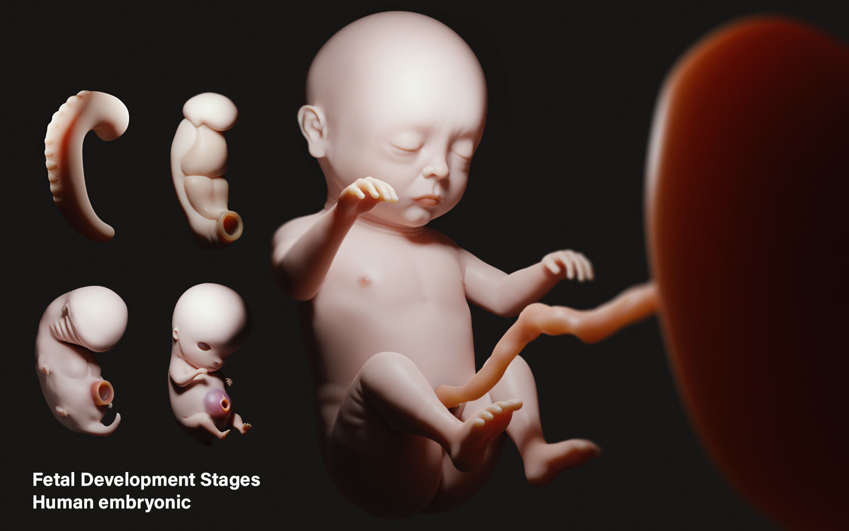 Fetal Development Stages - Human embryonic 3D model | CGTrader