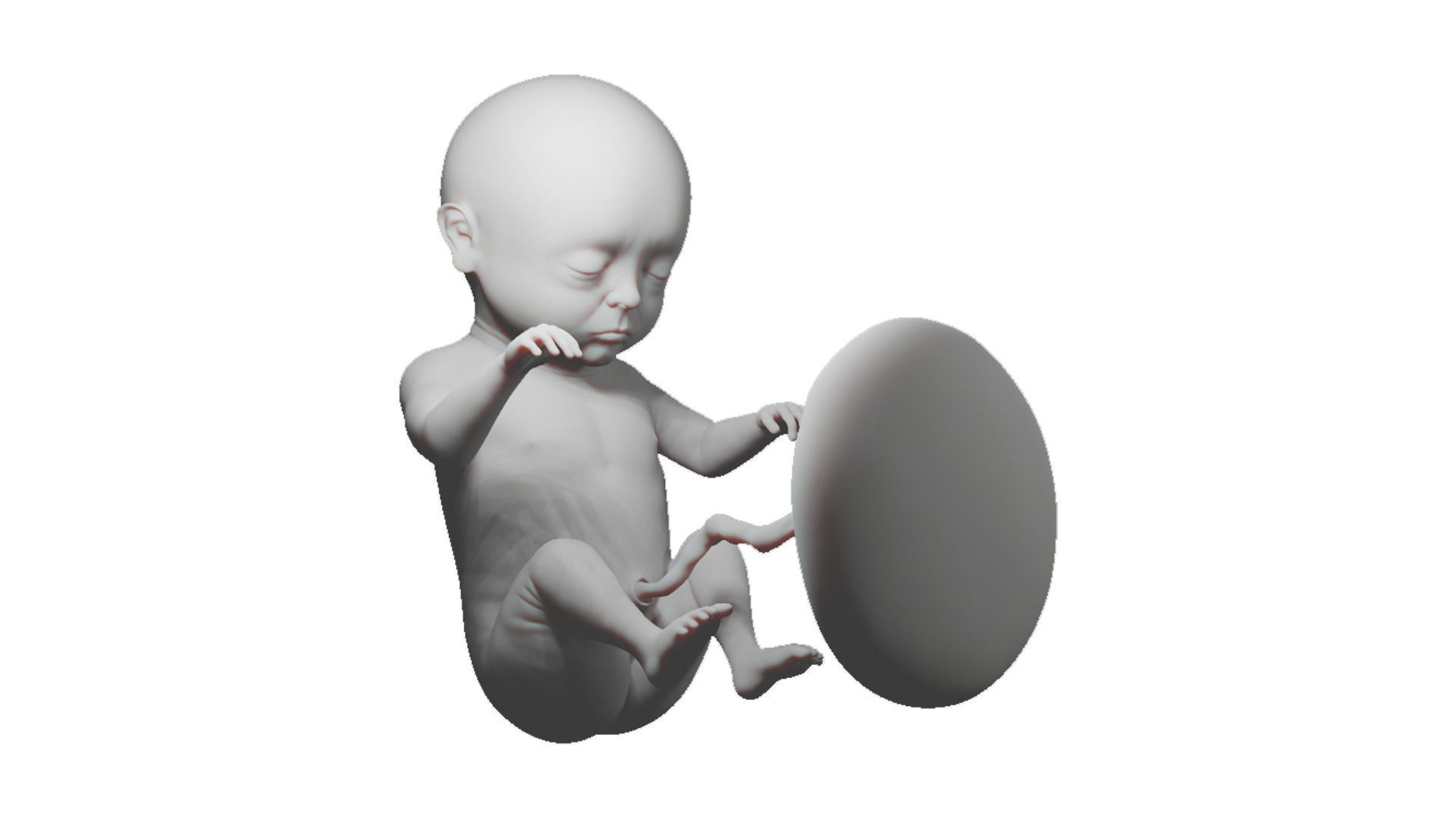 Fetal Development Stages - Human embryonic 3D model | CGTrader