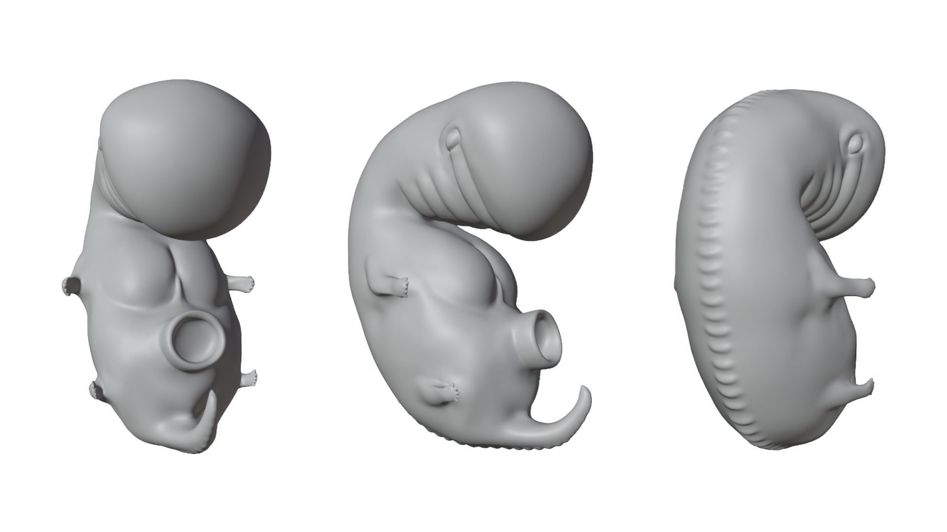 Fetal Development Stages - Human embryonic 3D model | CGTrader