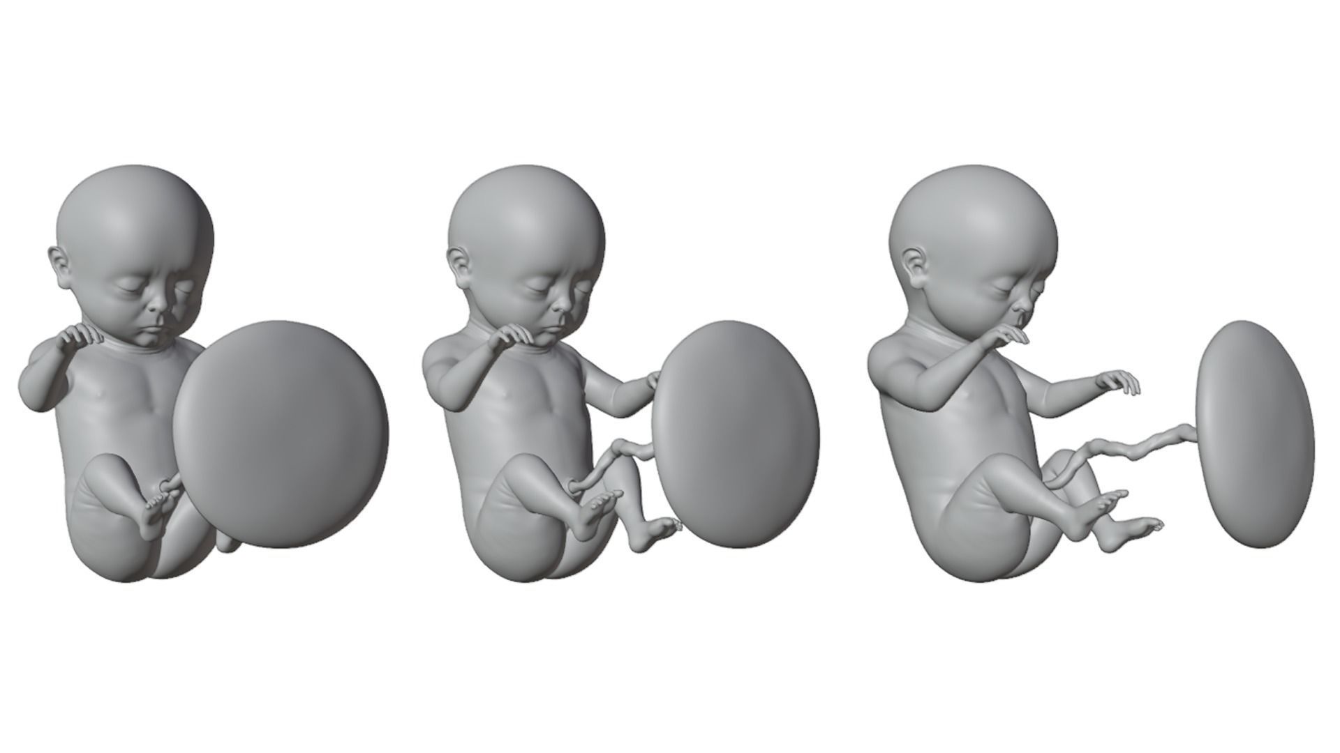 Fetal Development Stages - Human embryonic 3D model | CGTrader