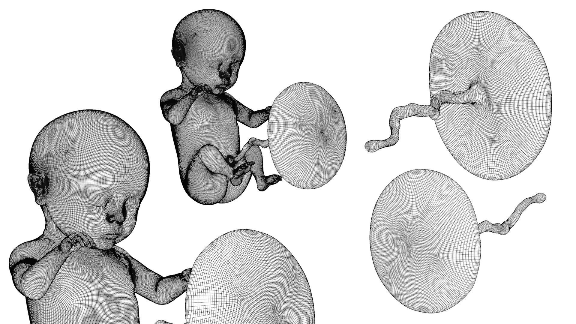 Fetal Development Stages - Human embryonic 3D model | CGTrader