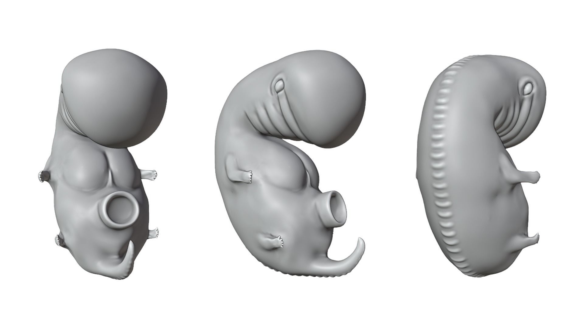 Fetal Development Stages - Human embryonic 3D model | CGTrader
