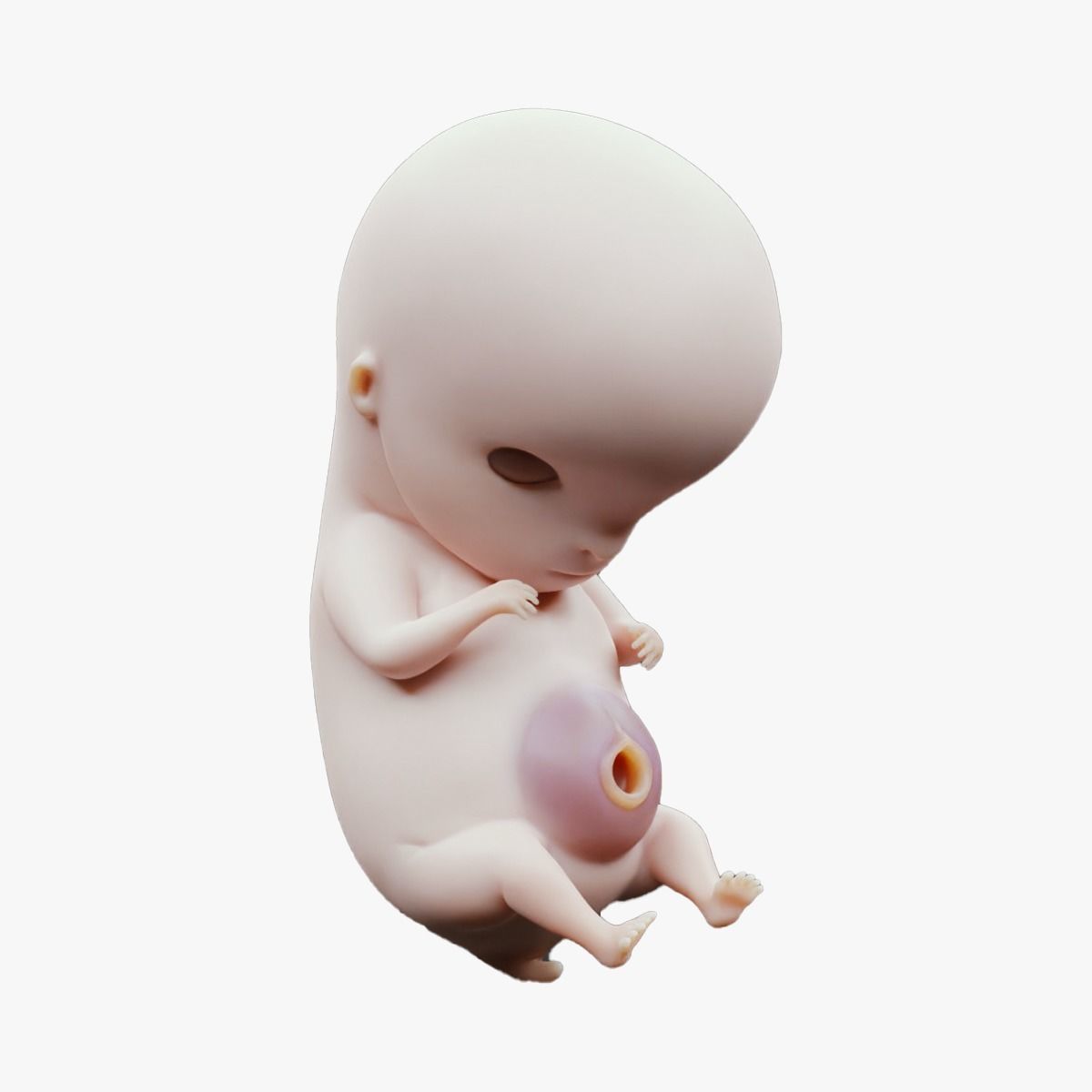 Fetal Development Stages - Human embryonic 3D model | CGTrader