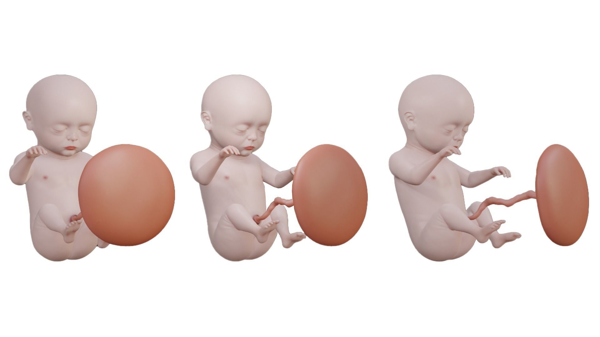 Fetal Development Stages - Human embryonic 3D model | CGTrader