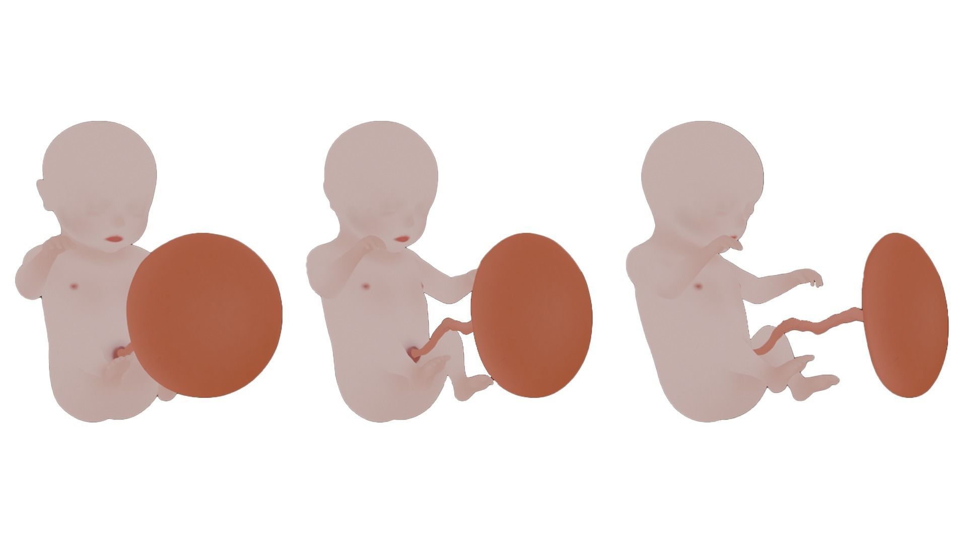 Fetal Development Stages - Human embryonic 3D model | CGTrader