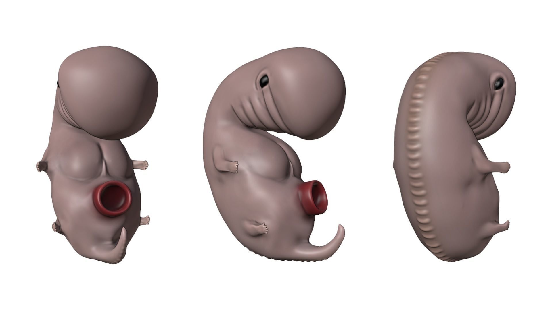 Fetal Development Stages - Human embryonic 3D model | CGTrader