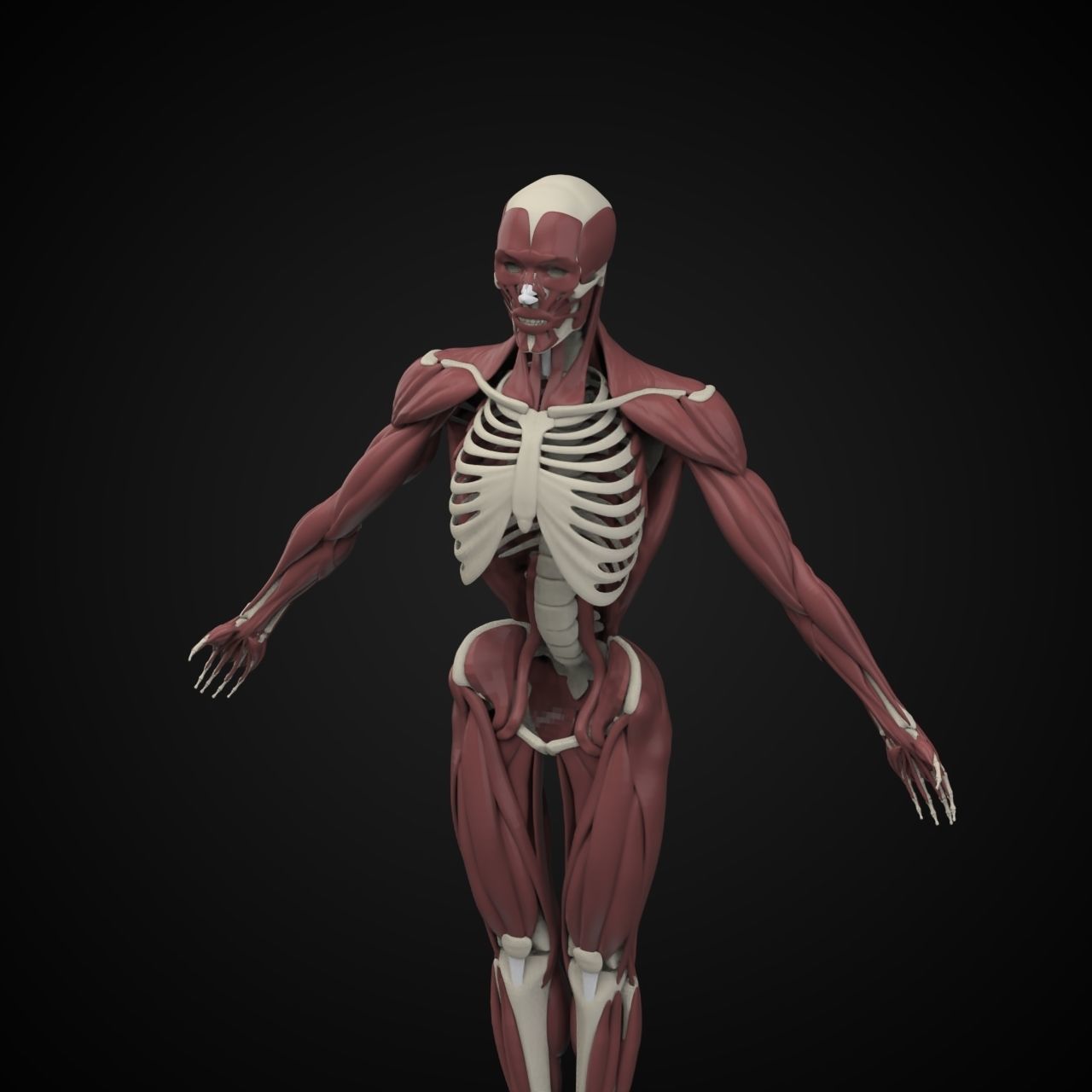 Human Anatomy 3D Atlas Bones Muscles skin 3D model | CGTrader