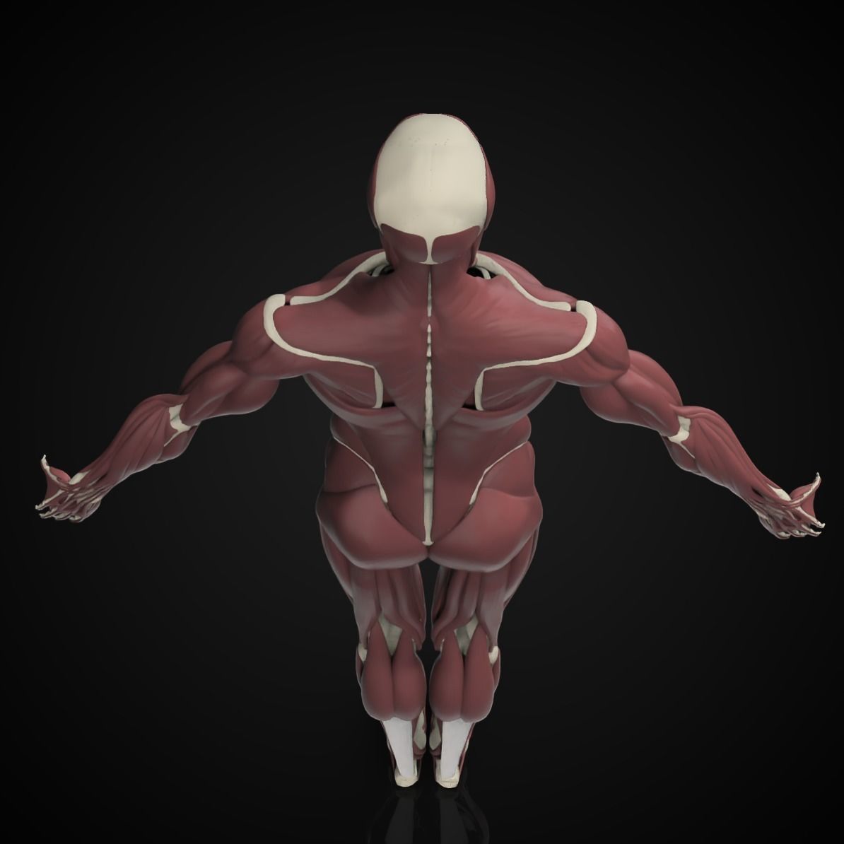 Human Anatomy 3D Atlas Bones Muscles skin 3D model | CGTrader
