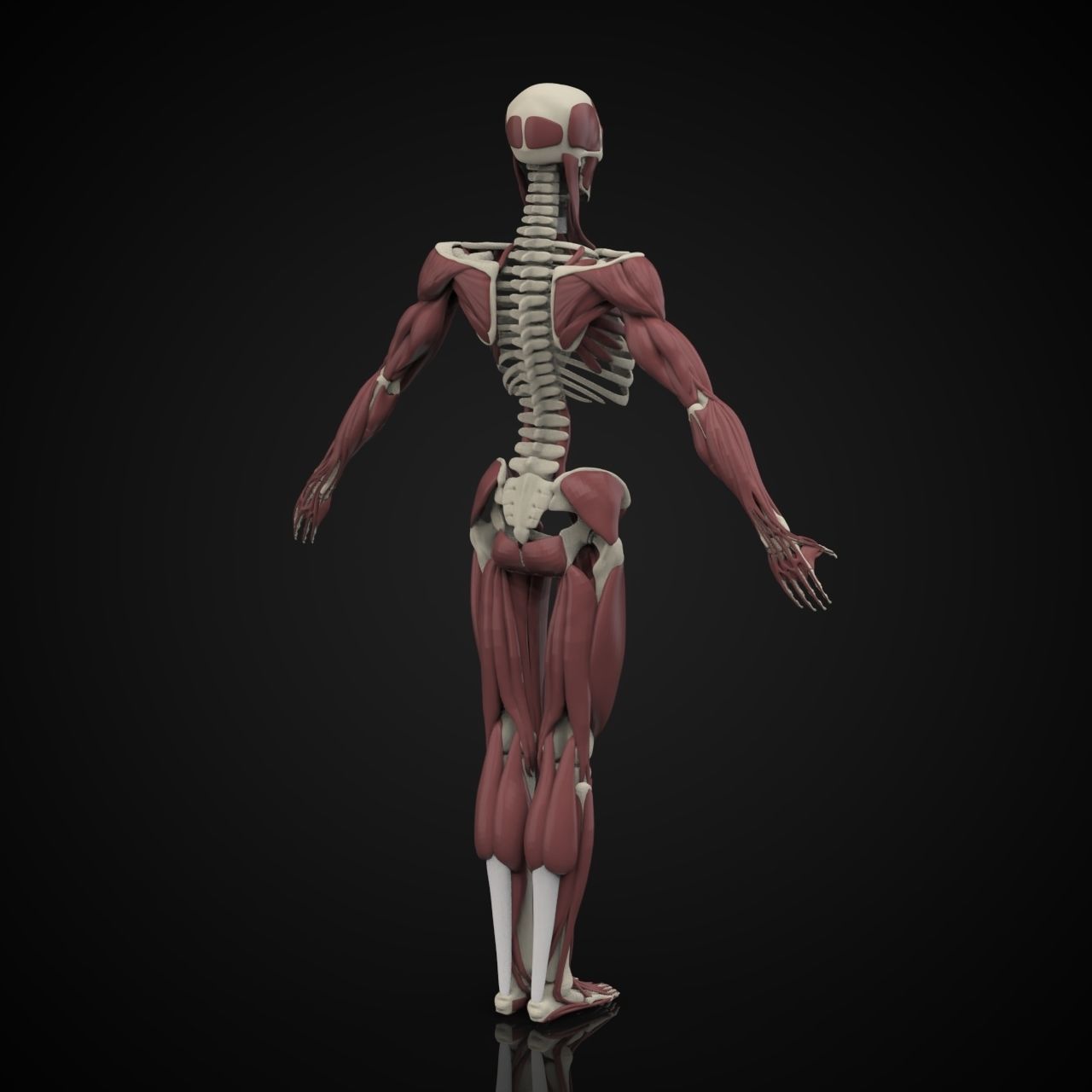 Human Anatomy 3D Atlas Bones Muscles skin 3D model | CGTrader