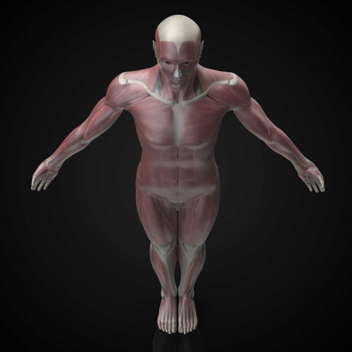 Human Anatomy 3D Atlas Bones Muscles skin 3D model | CGTrader