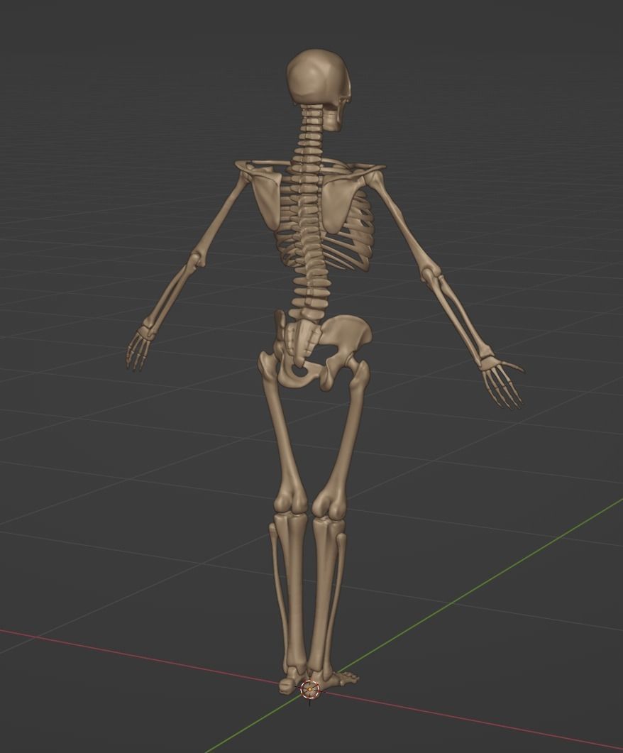 Human Anatomy 3D Atlas Bones Muscles skin 3D model | CGTrader