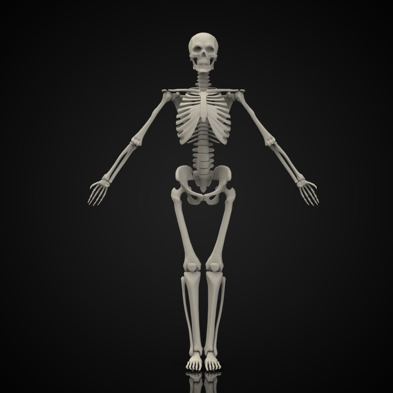 Human Anatomy 3D Atlas Bones Muscles skin 3D model | CGTrader