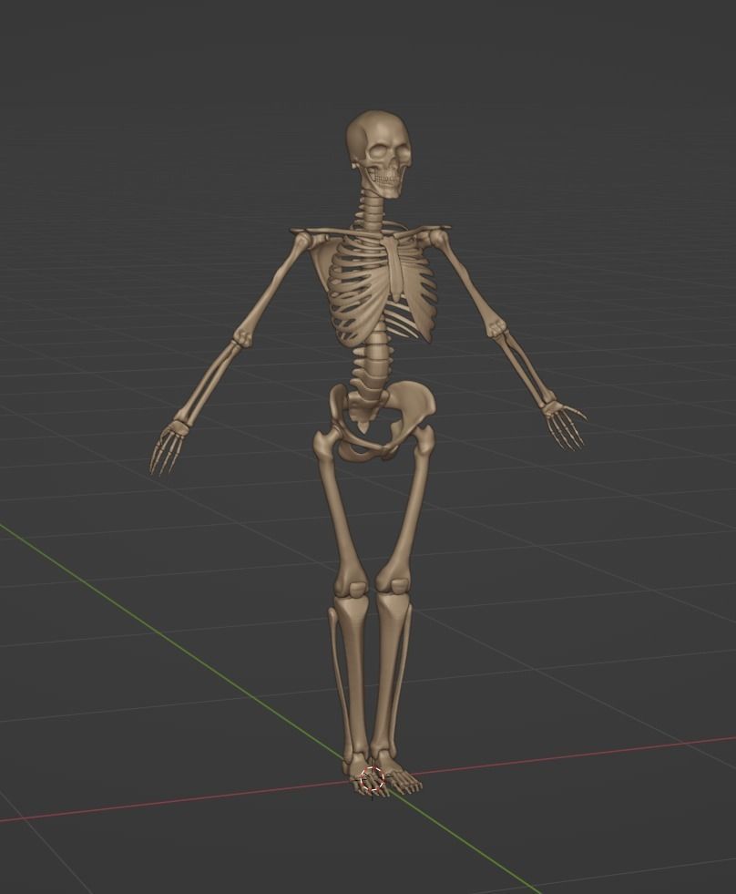 Human Anatomy 3D Atlas Bones Muscles skin 3D model | CGTrader