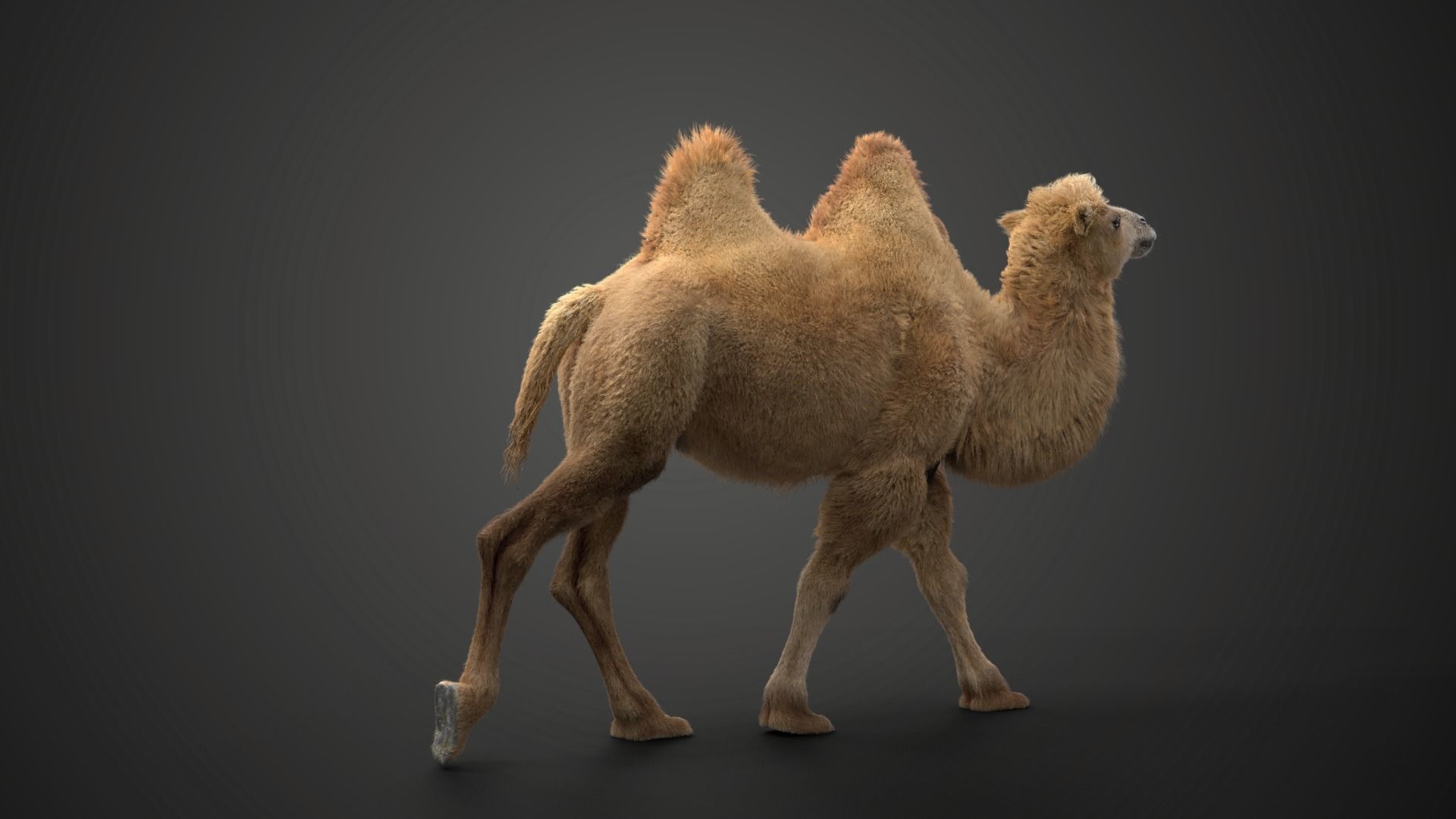 Bactrian Camel Rigged VFX Grace 3D model rigged | CGTrader