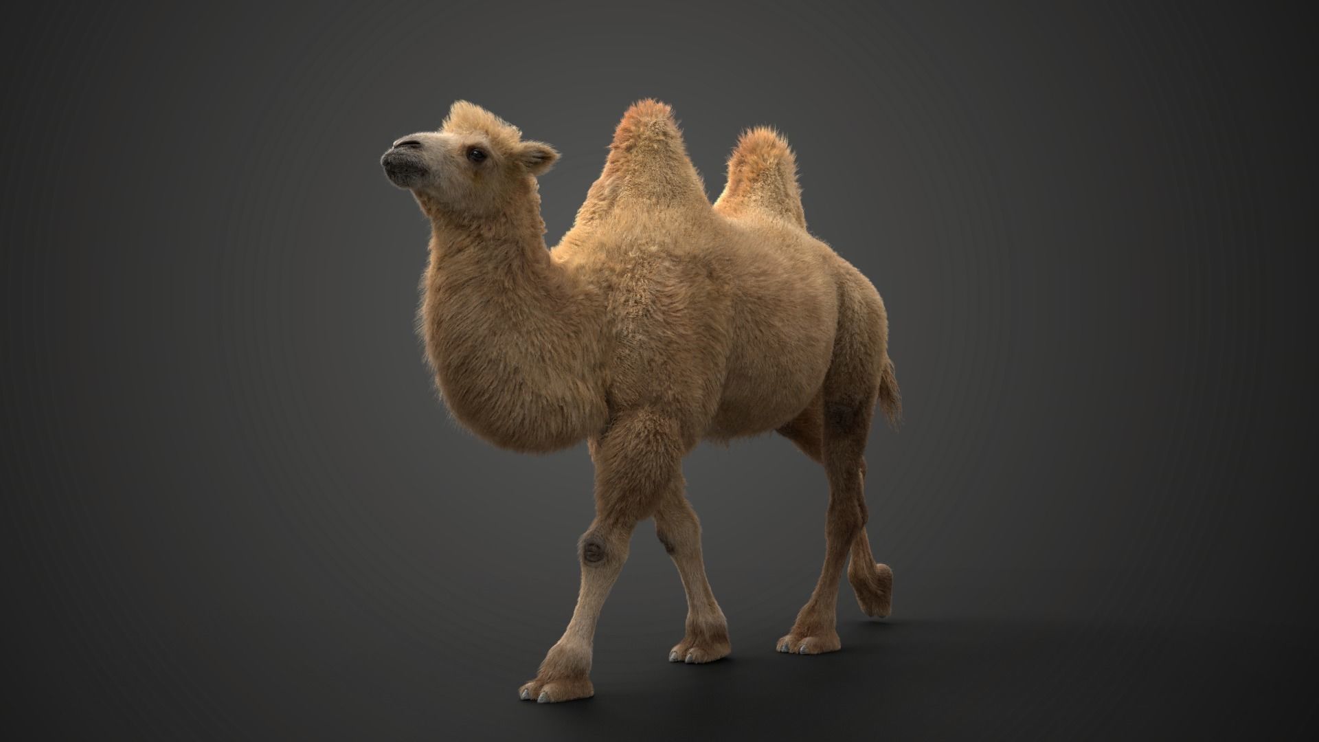 Bactrian Camel Rigged VFX Grace 3D model rigged | CGTrader