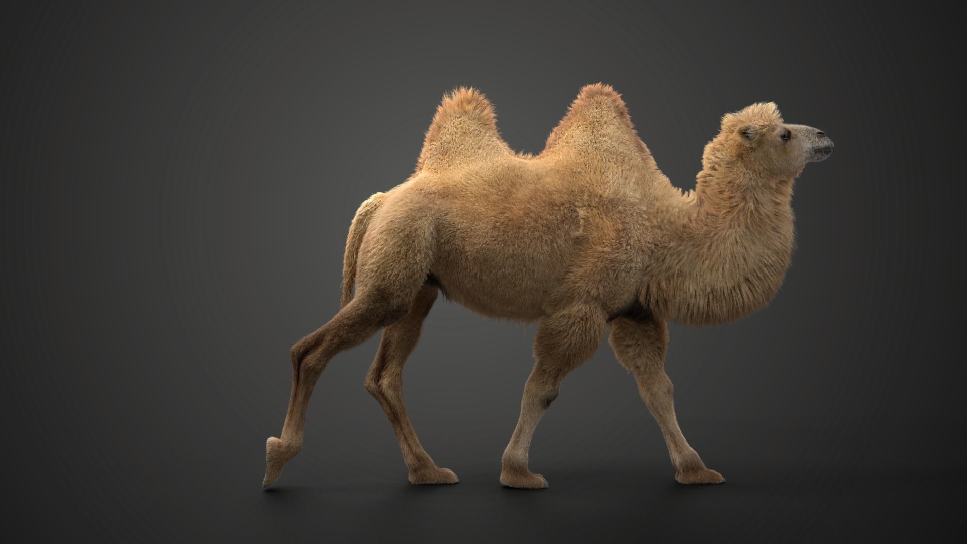 Bactrian Camel Rigged VFX Grace 3D model rigged | CGTrader