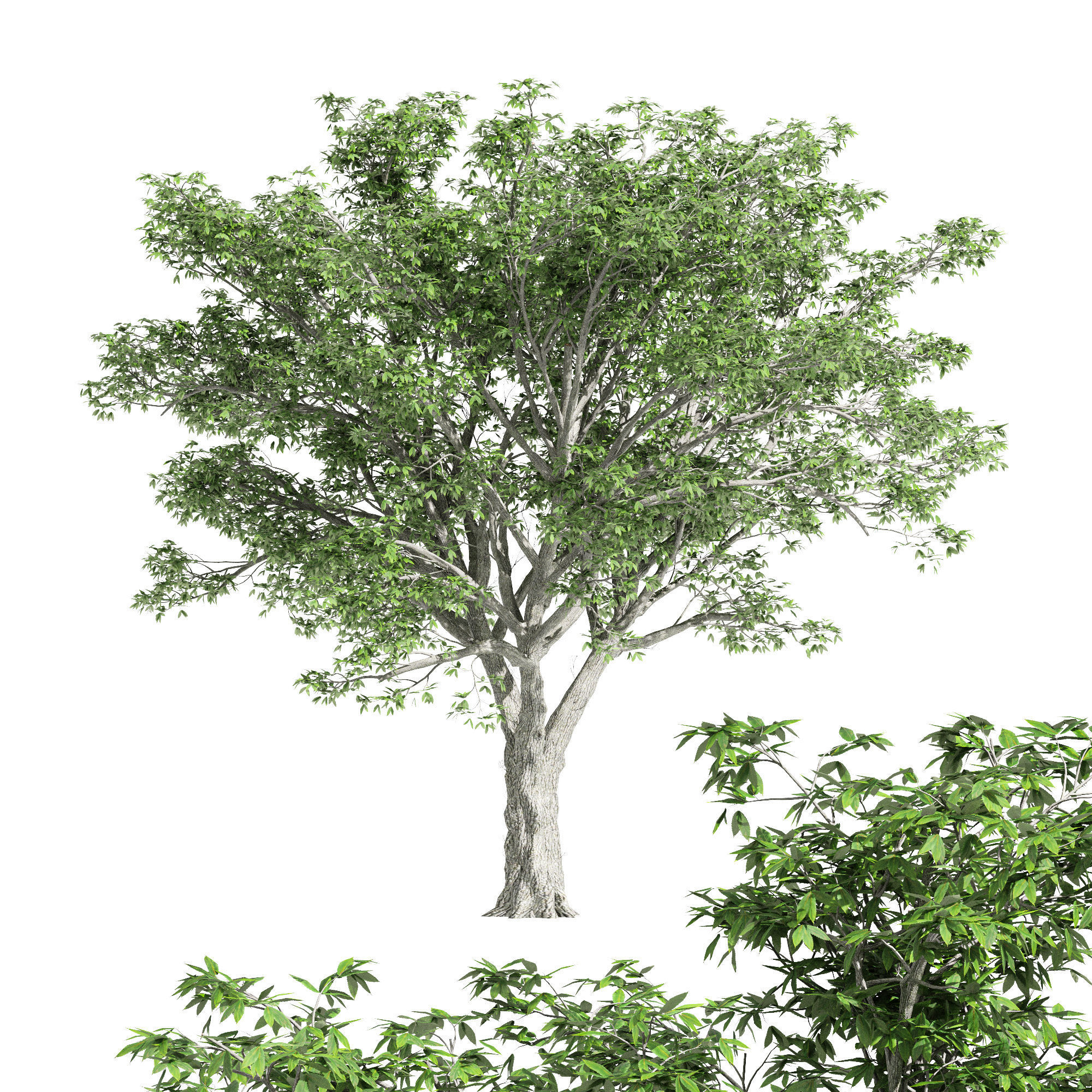 American Elm tree free 3D model | CGTrader