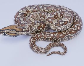 Python 3D Models | CGTrader