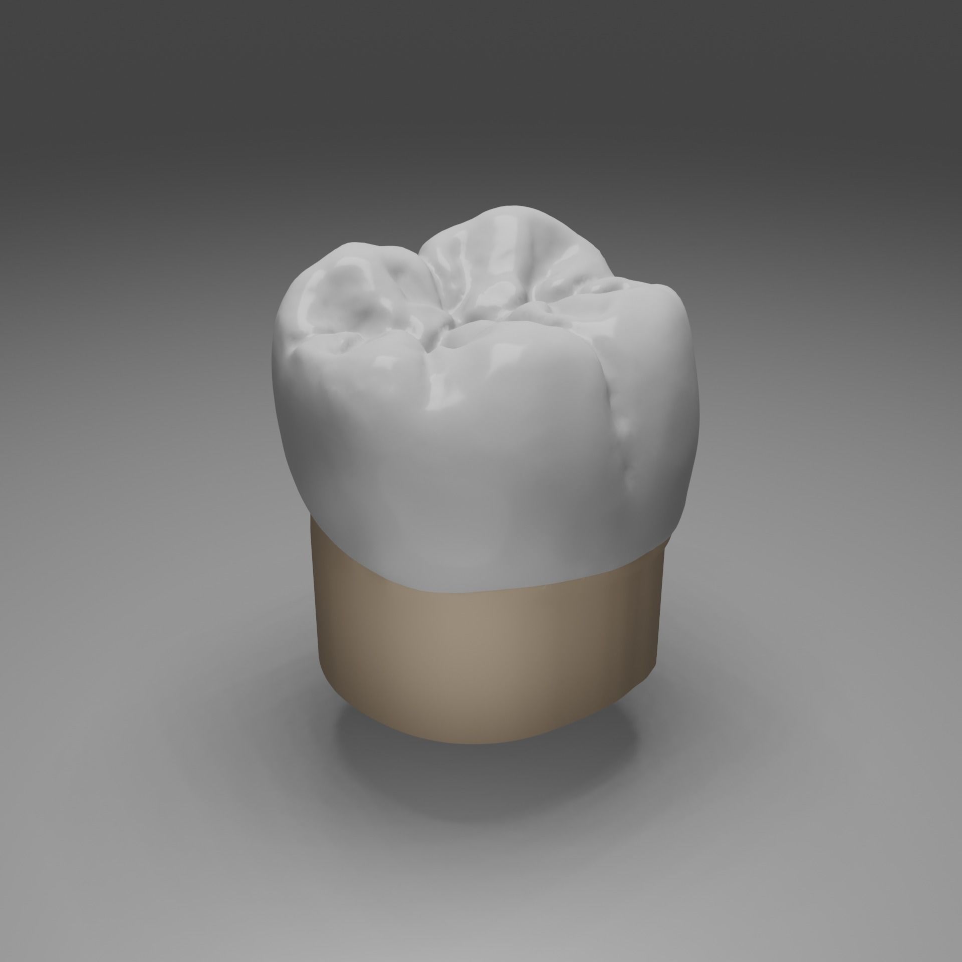 Lower molar anatomy 46 tooth 3D model | CGTrader