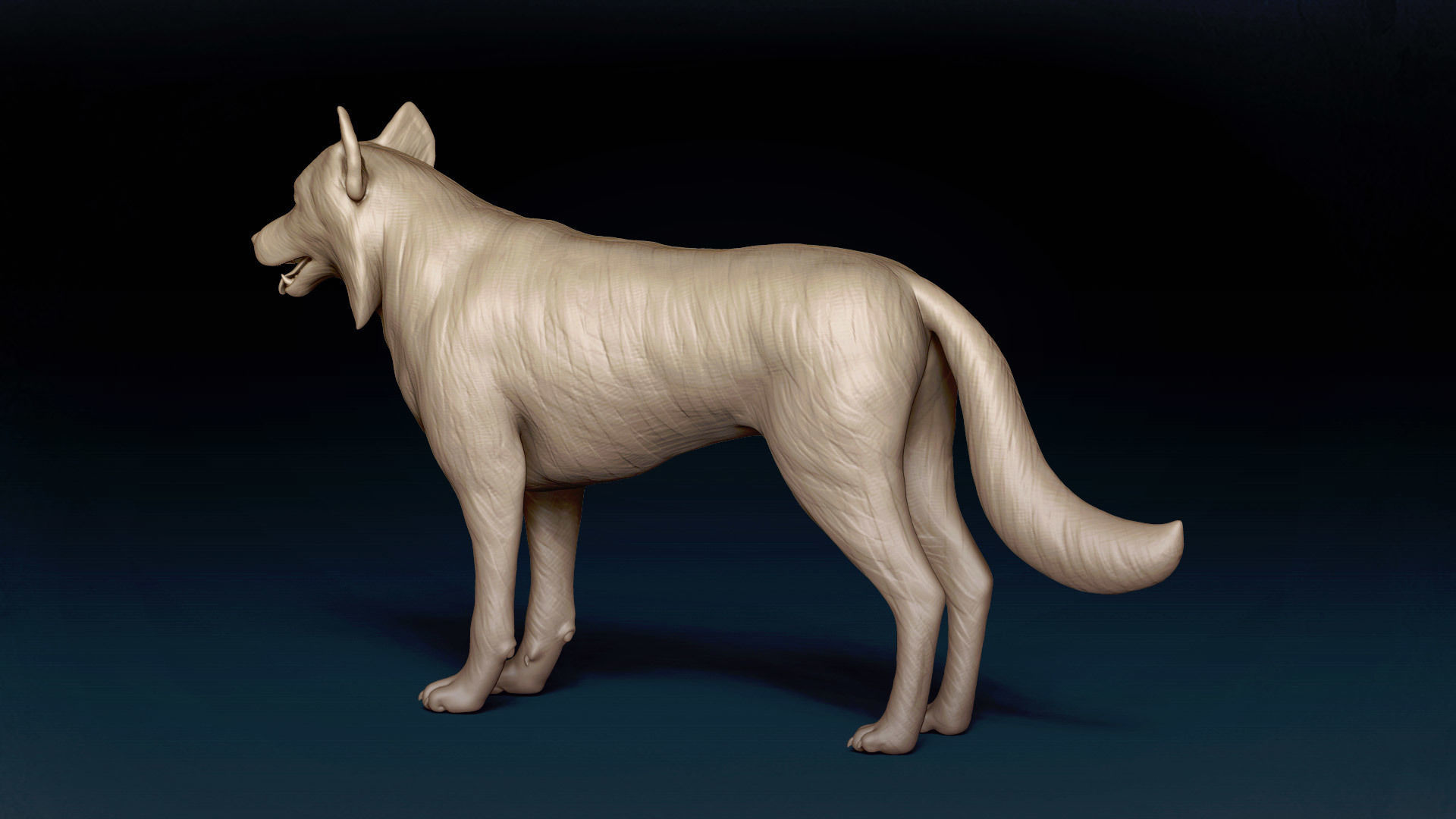 Border Collie Base Mesh 3D model | CGTrader