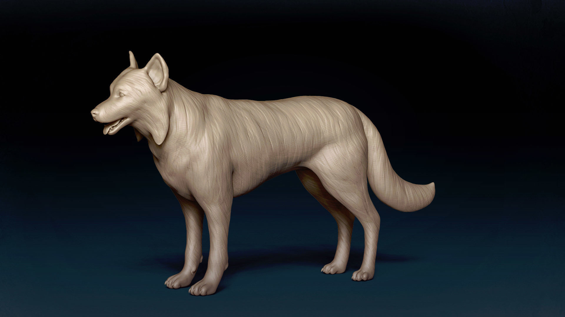 Border Collie Base Mesh 3D model | CGTrader