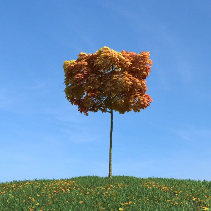 Autumn Tree 3D model | CGTrader