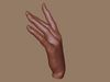 Female hand anatomy 3D model | CGTrader