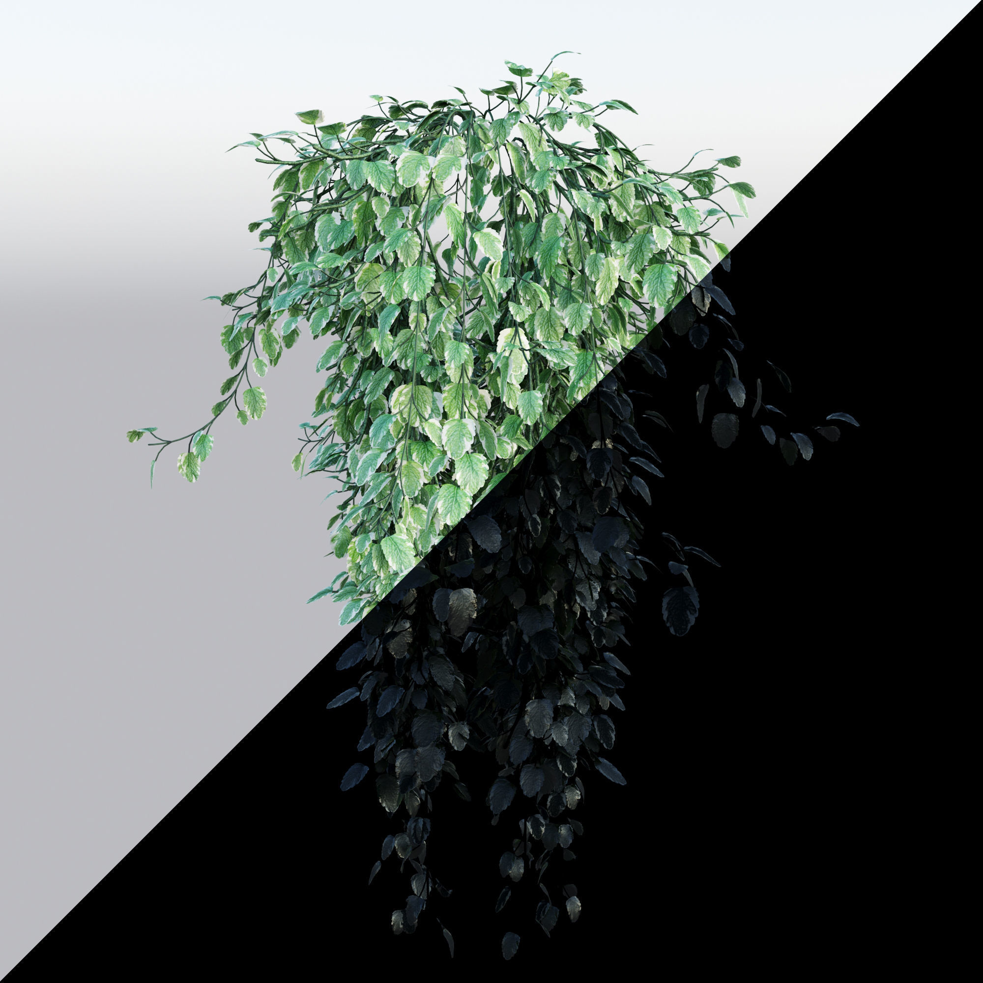 Realistic High Poly Swedish Ivy 3D model | CGTrader