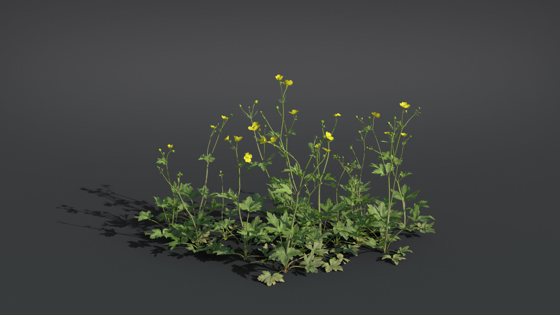 Buttercup Flower VFX Grace 3D model | CGTrader