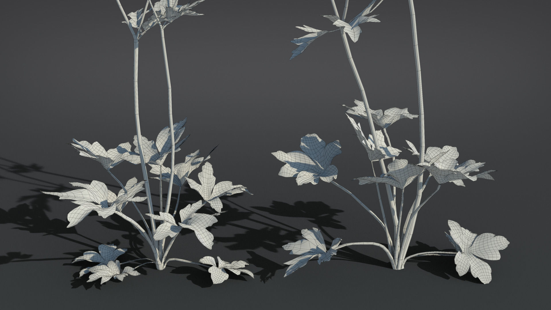 Buttercup Flower VFX Grace 3D model | CGTrader