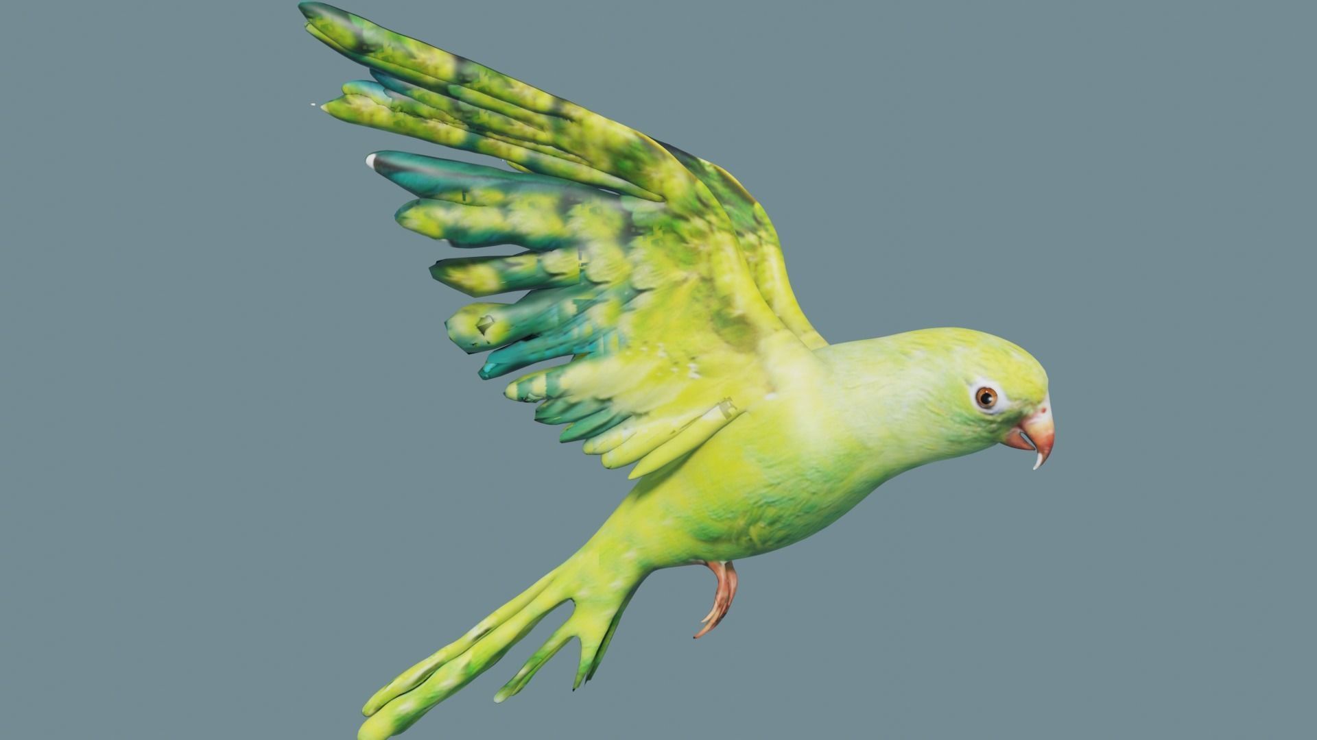 3D model parrot parakeet flying in sky VR / AR / low-poly | CGTrader