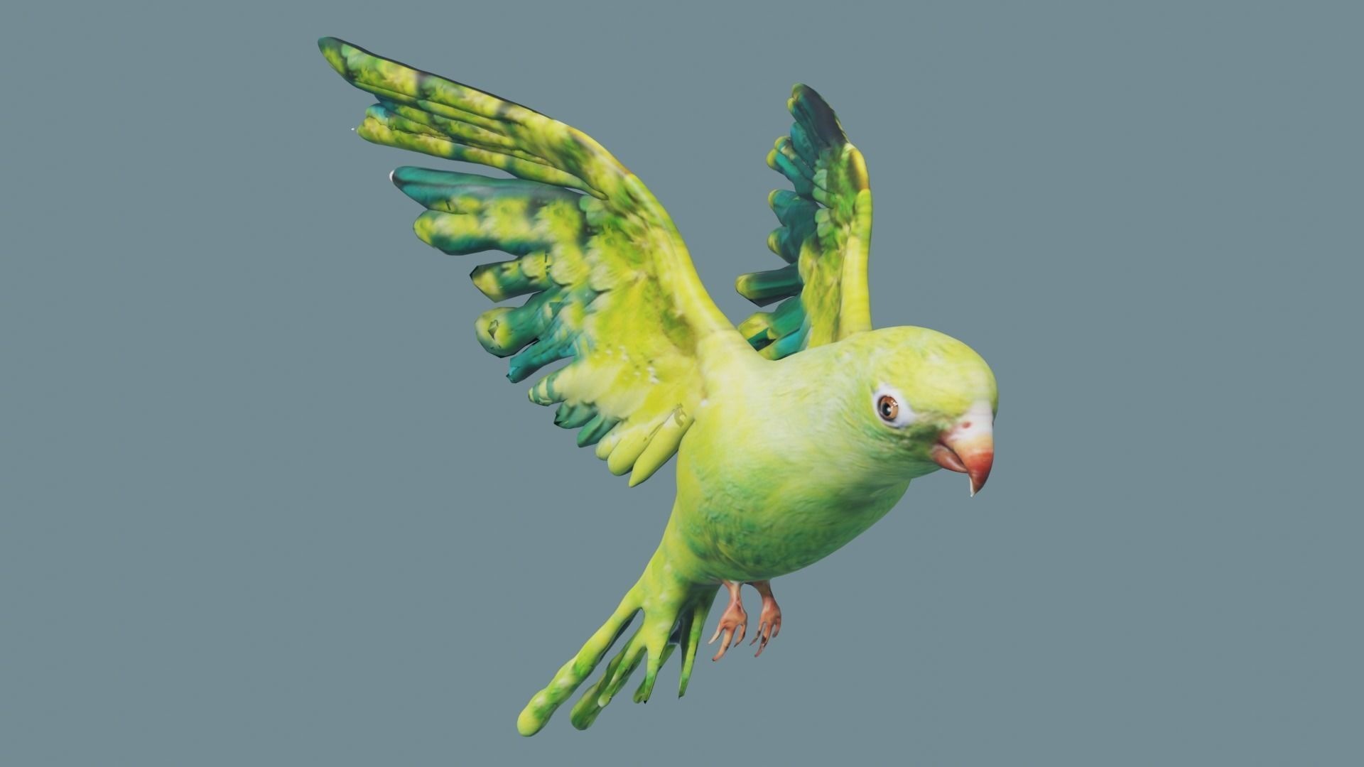 3D model parrot parakeet flying in sky VR / AR / low-poly | CGTrader