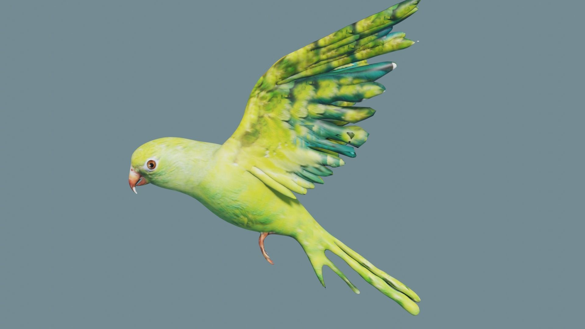3D model parrot parakeet flying in sky VR / AR / low-poly | CGTrader