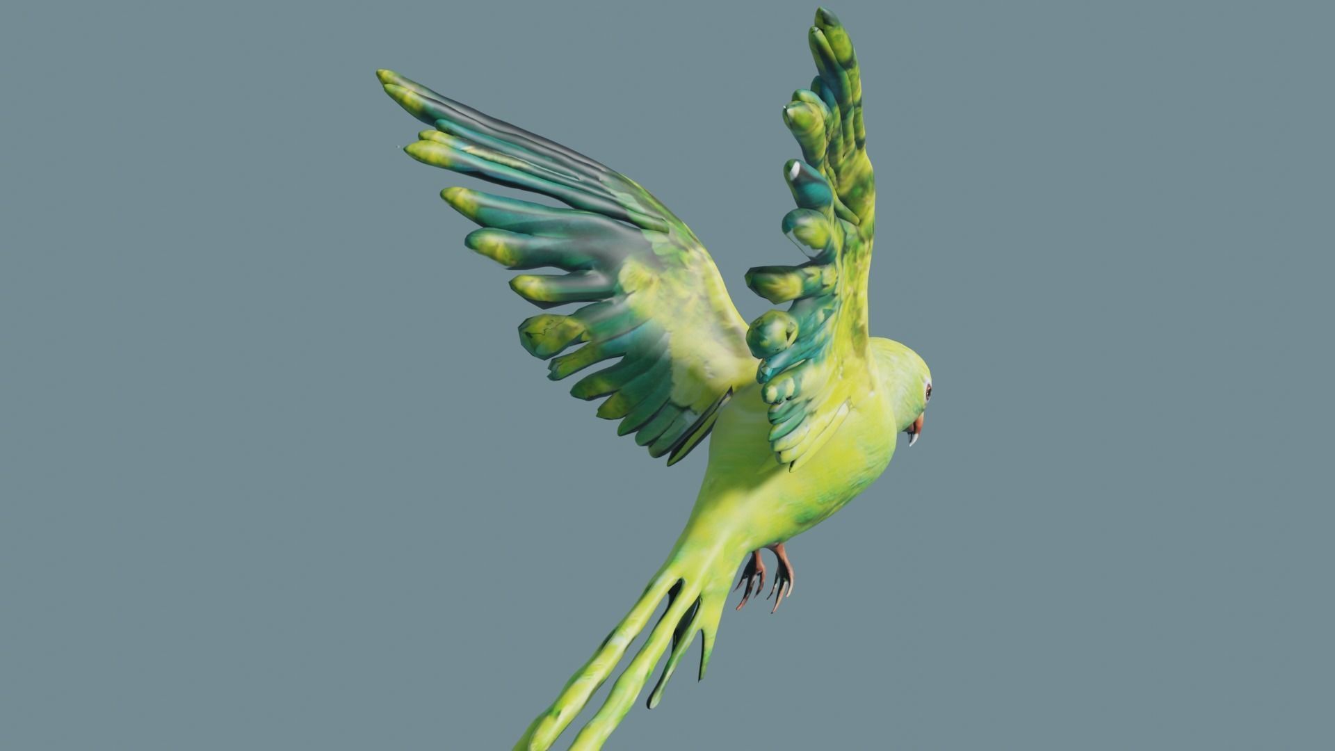 3D model parrot parakeet flying in sky VR / AR / low-poly | CGTrader