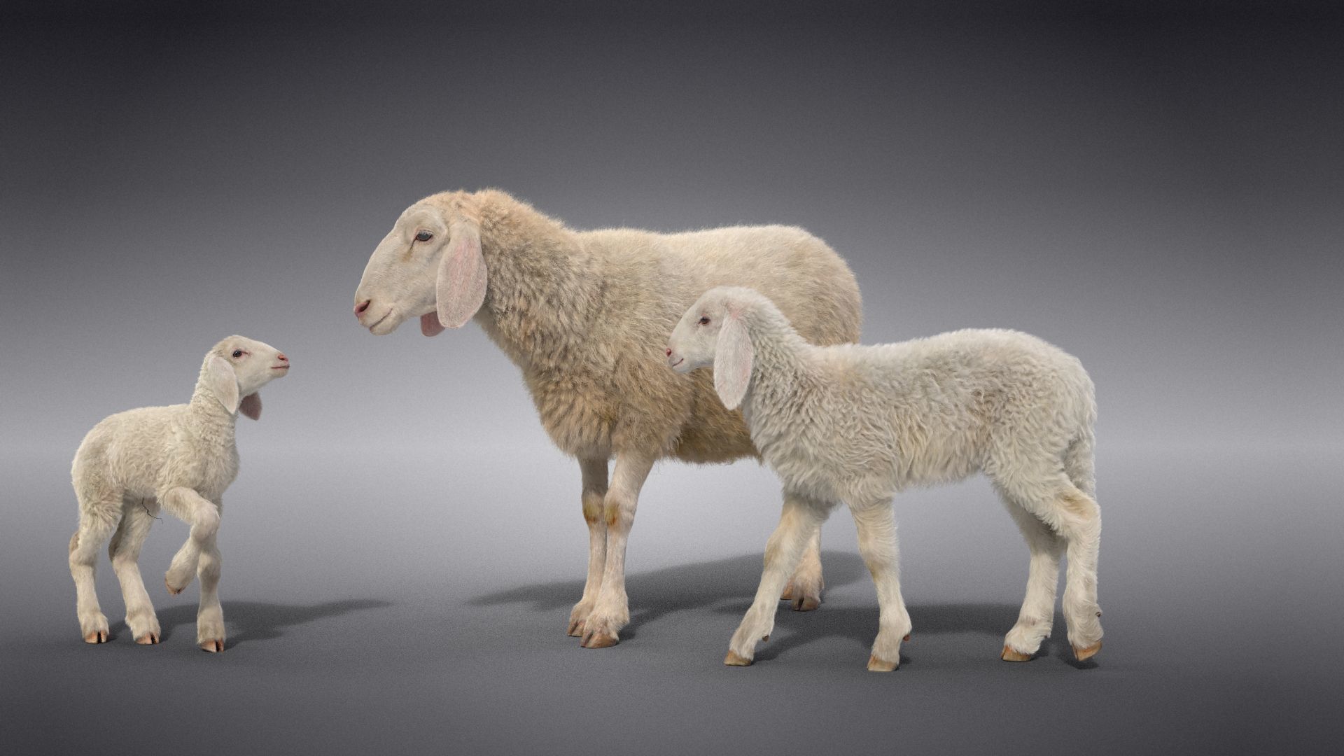 Assaf Sheep Family Animated VFX Grace 3D Model Collection | CGTrader